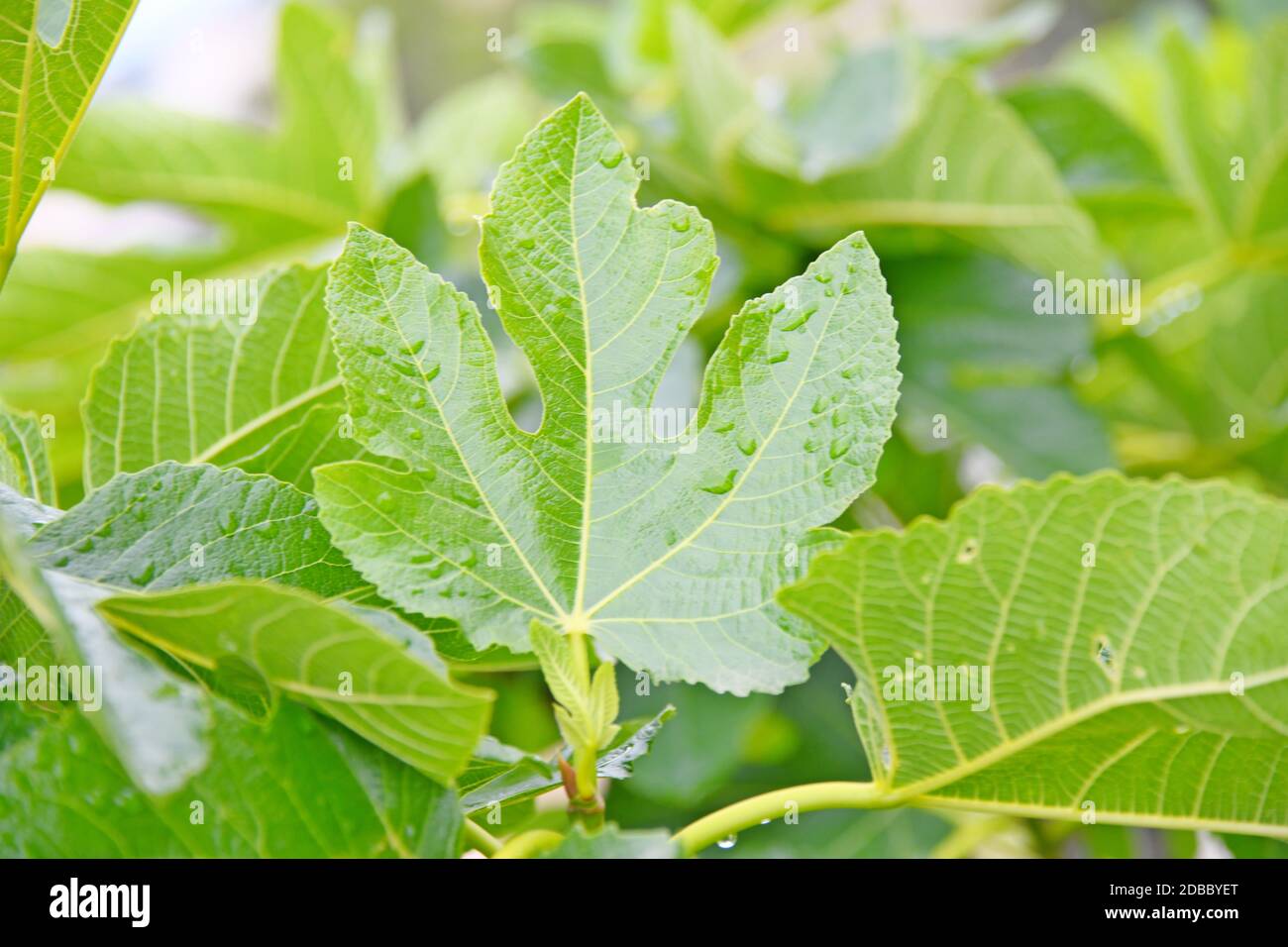 a fresh fig leaf on fig tree, Alicante province, Costa Blanca, Spain ...