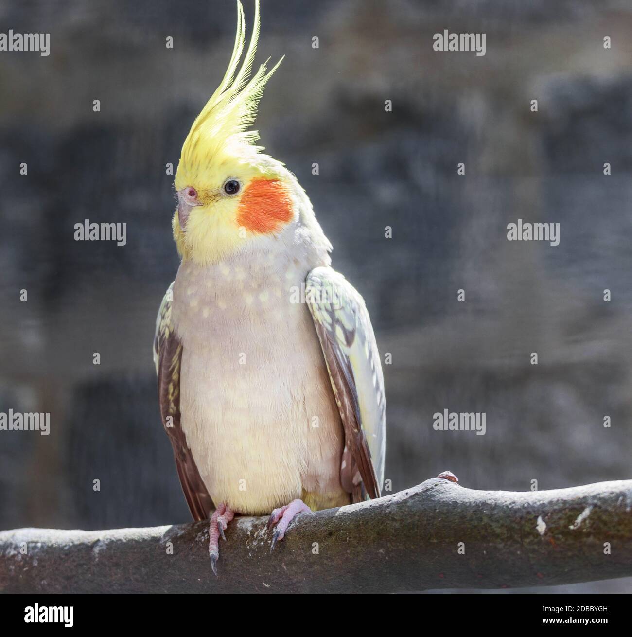 grey yellow cockatiel on a branch Stock Photo - Alamy