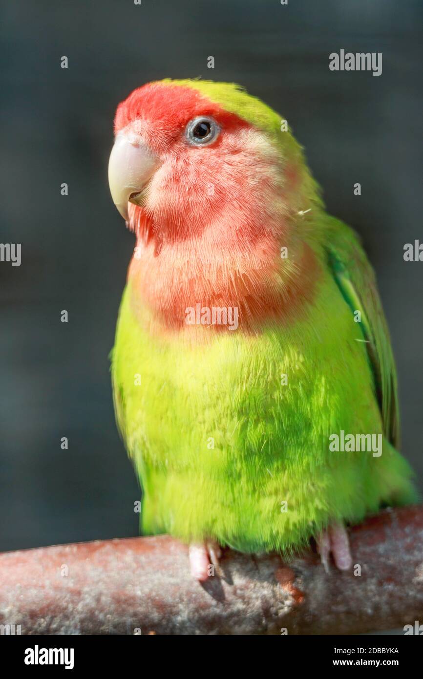 Colorful small birds hi-res stock photography and images - Alamy