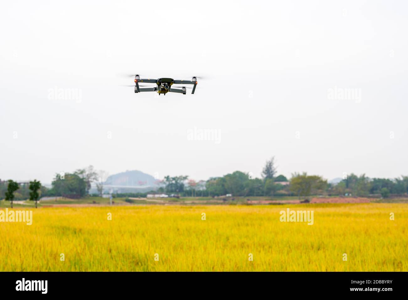 A drone shoots over the rice field Stock Photo - Alamy