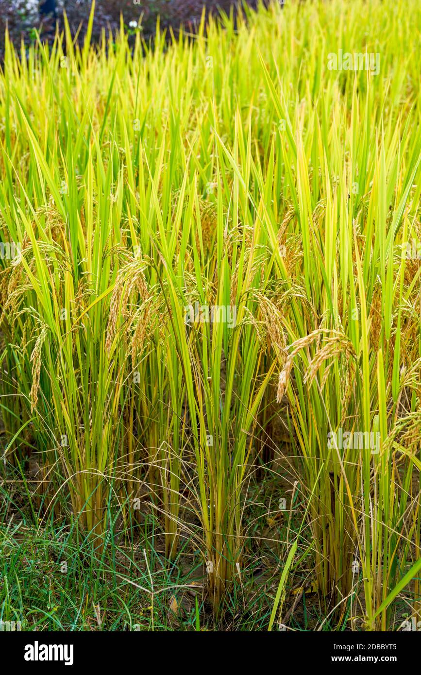 Ripe golden rice close-up, rice field Stock Photo - Alamy