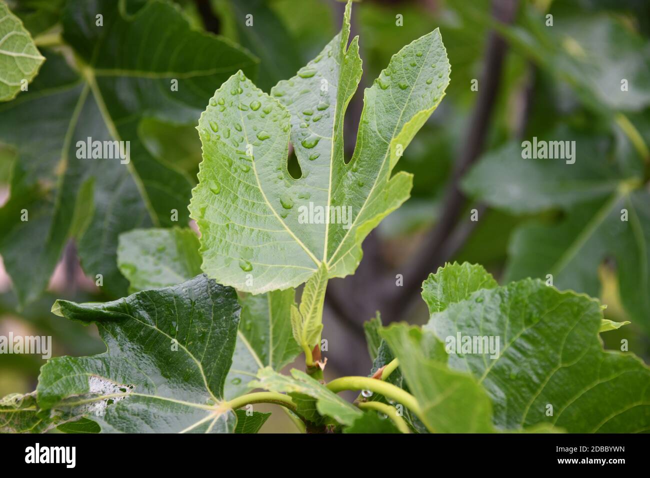 a fresh fig leaf on fig tree, Alicante province, Costa Blanca, Spain ...