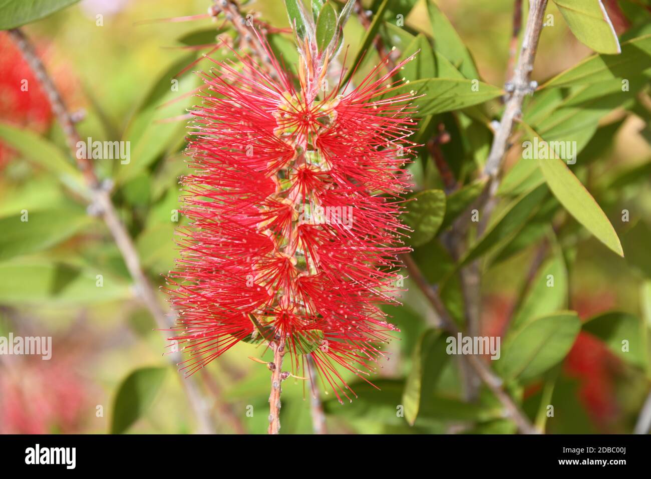 red callistemon in flower in the province of Alicante, Costa Blanca ...