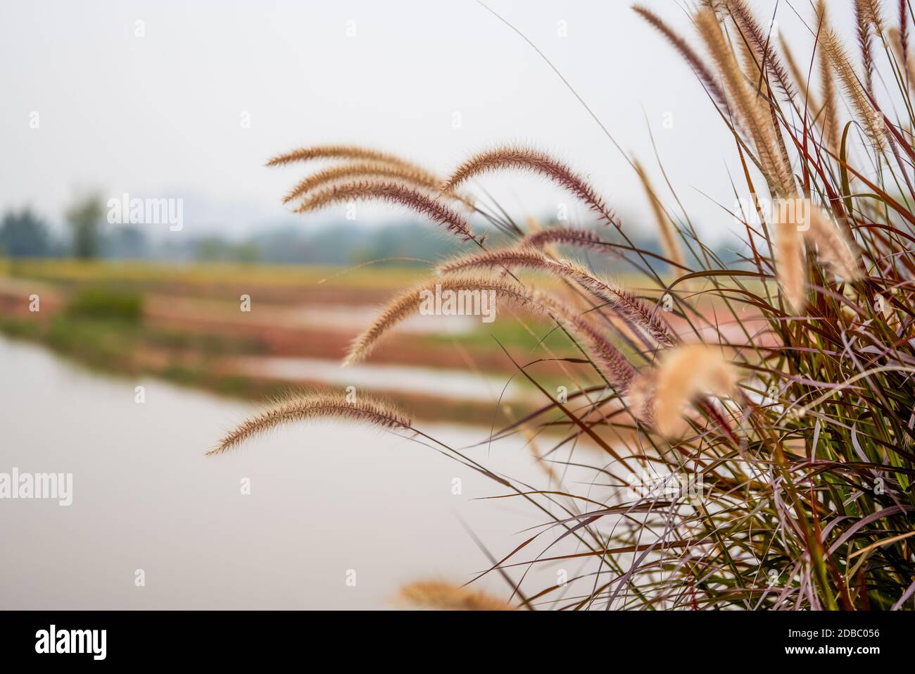 Dogs in farm pond hi-res stock photography and images - Alamy