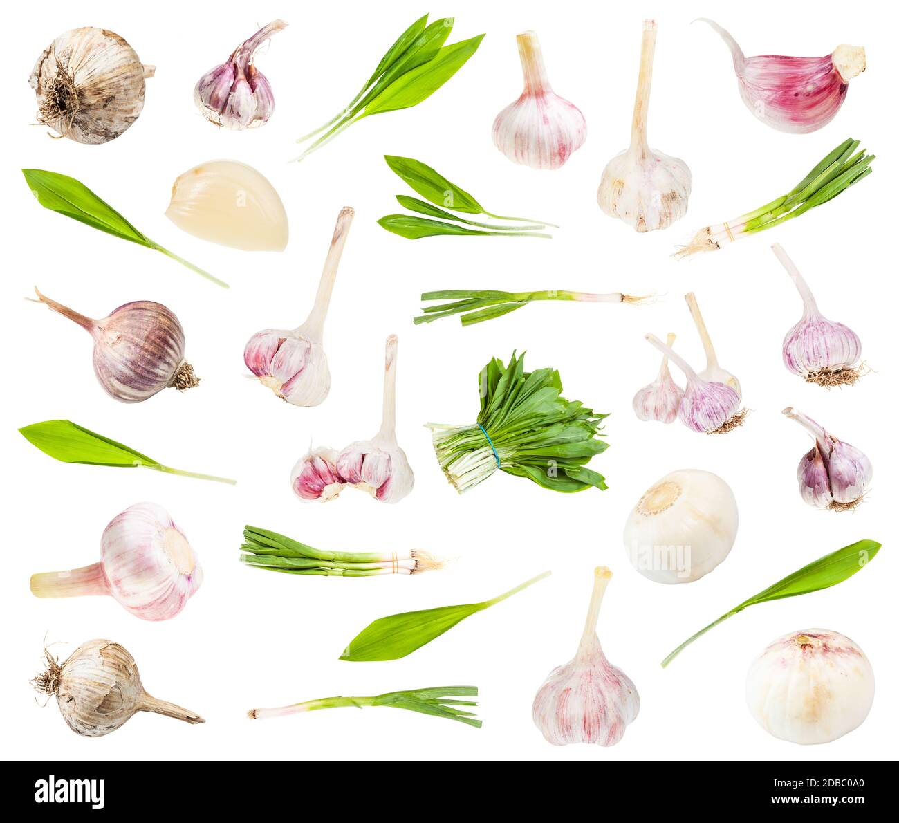 set of various edible garlic vegetables isolated on white background ...