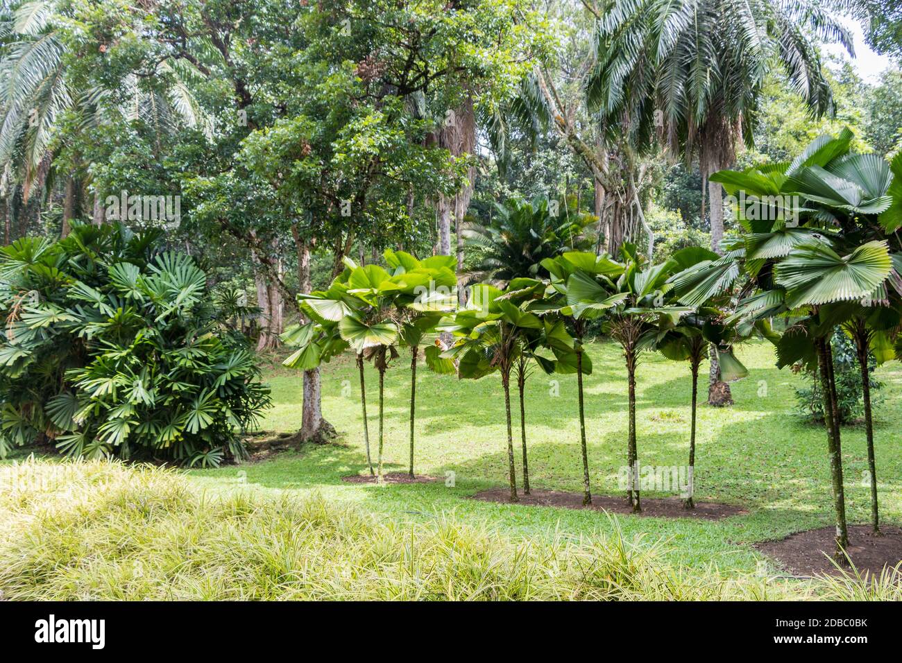 Palm tree collection in the Perdana Botanical Garden, Kuala Lumpur ...