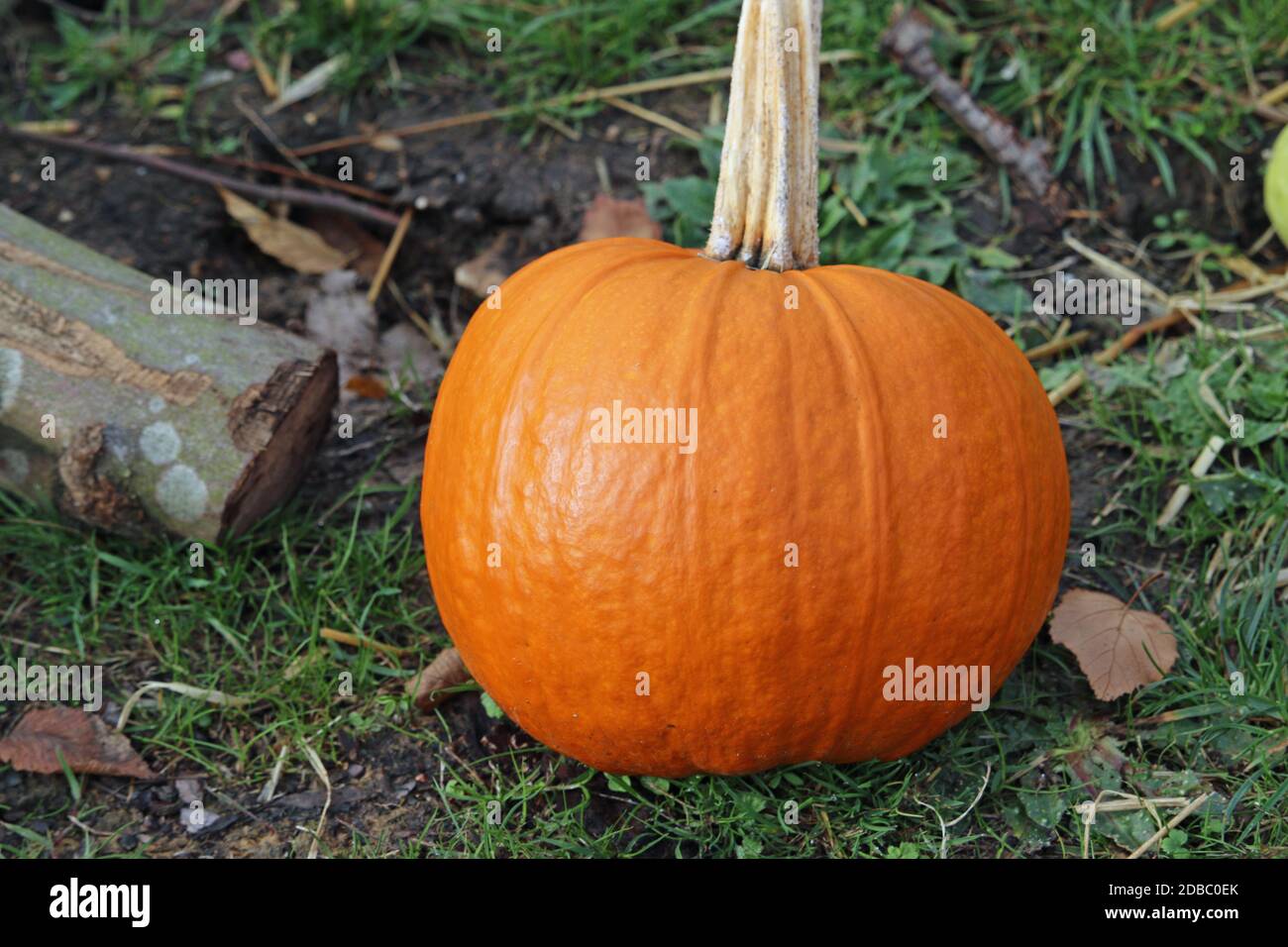 Orange pumpkin squash unknown variety of Cucurbita maxima with a ...