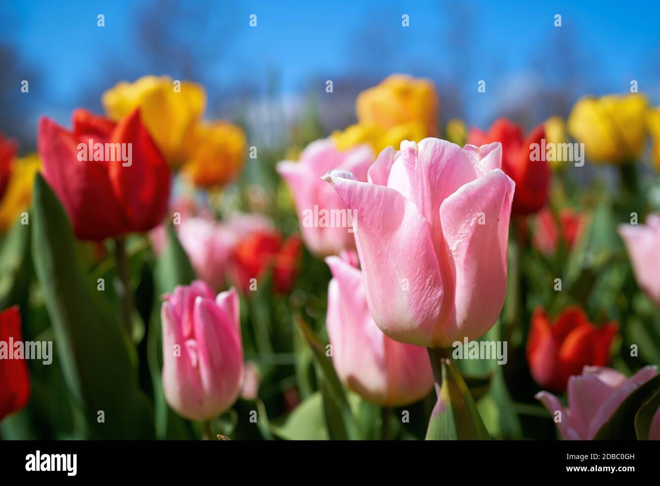 flowering tulips in spring in a garden Stock Photo - Alamy