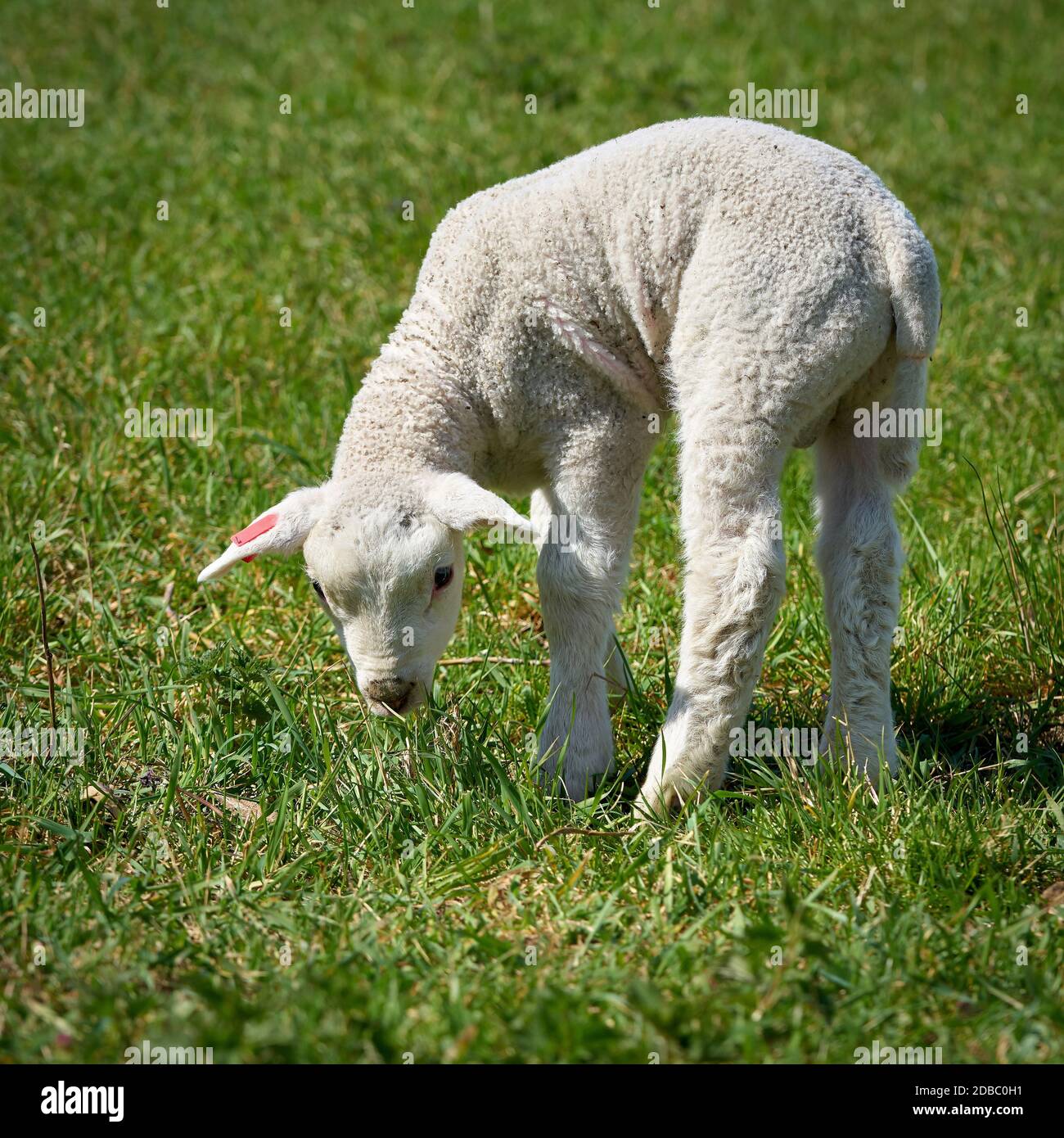 Young sheeps hi-res stock photography and images - Alamy