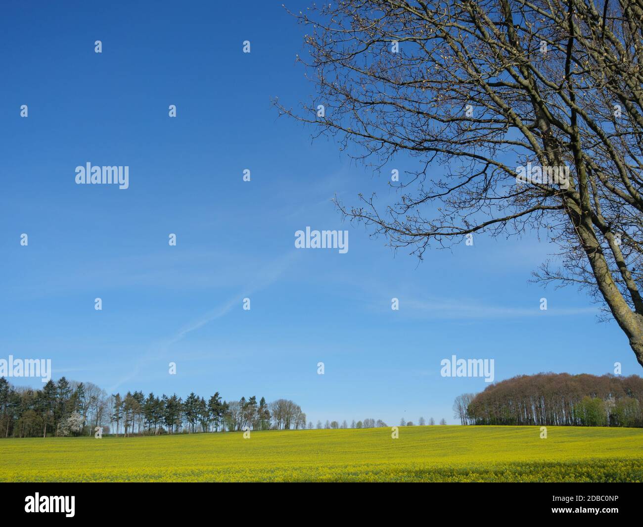 spring time in the german muensterland Stock Photo - Alamy