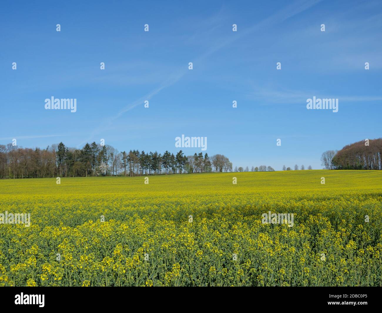 spring time in the german muensterland Stock Photo - Alamy