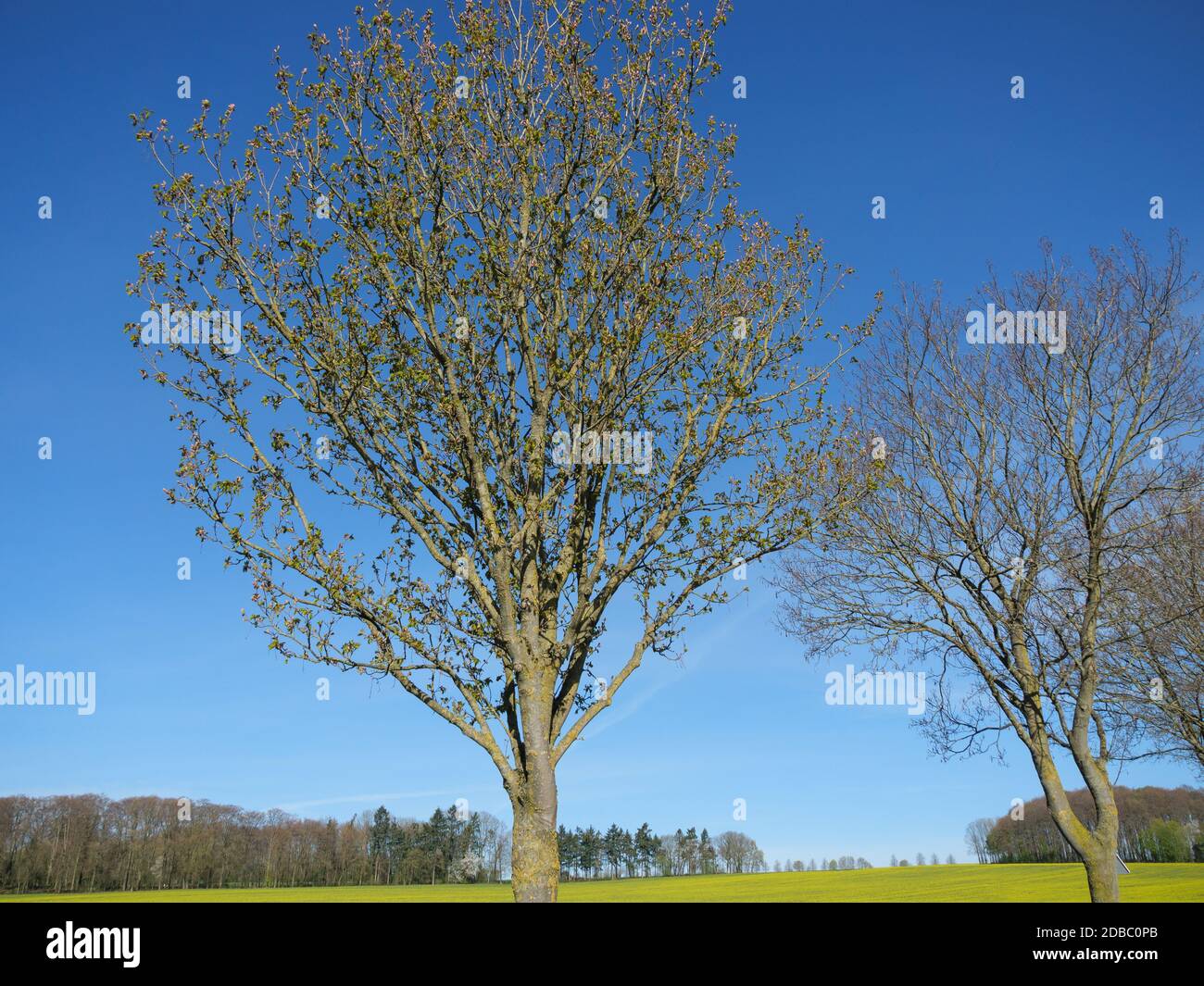 spring time in the german muensterland Stock Photo - Alamy