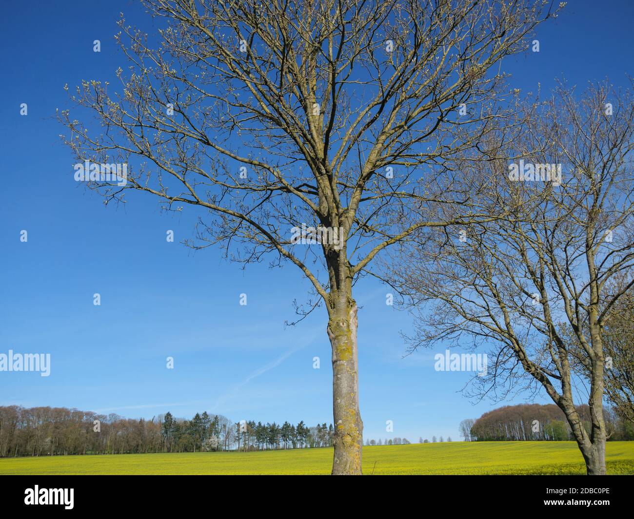 spring time in the german muensterland Stock Photo - Alamy