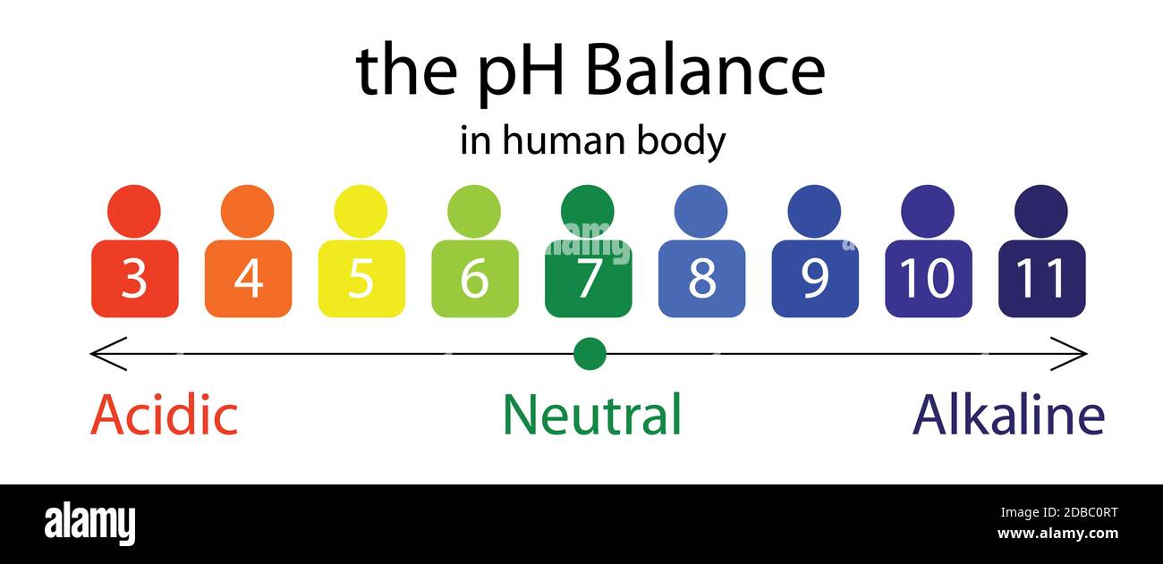 The PH balance scale chart in a human body vector illustration ...