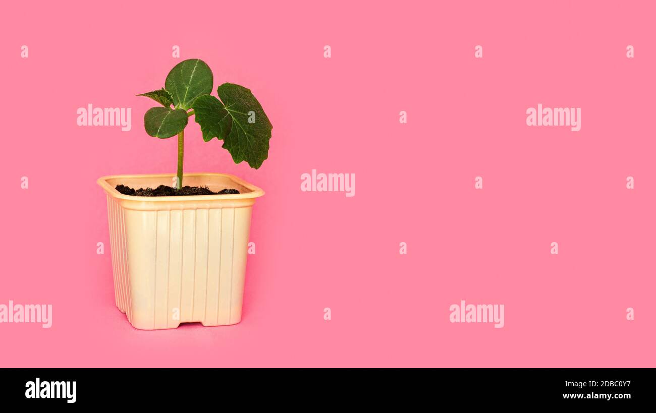 Seedling green sprout of cucumber with leaves in a yellow pot on a pink ...