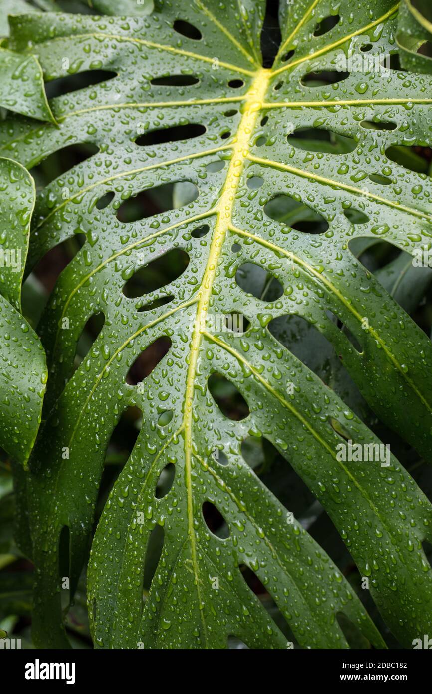A Leaf of the Swiss Cheese Plant, Monstera deliciosa Stock Photo - Alamy