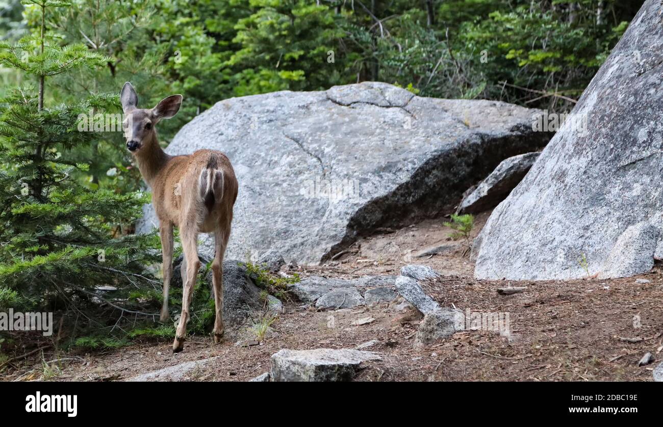 Animal living sequoia tree hi-res stock photography and images - Alamy