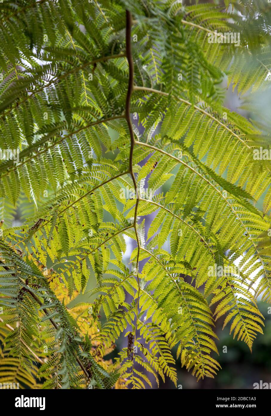 The giant tree fern of New Zealand. The fern symbolizes new life ...