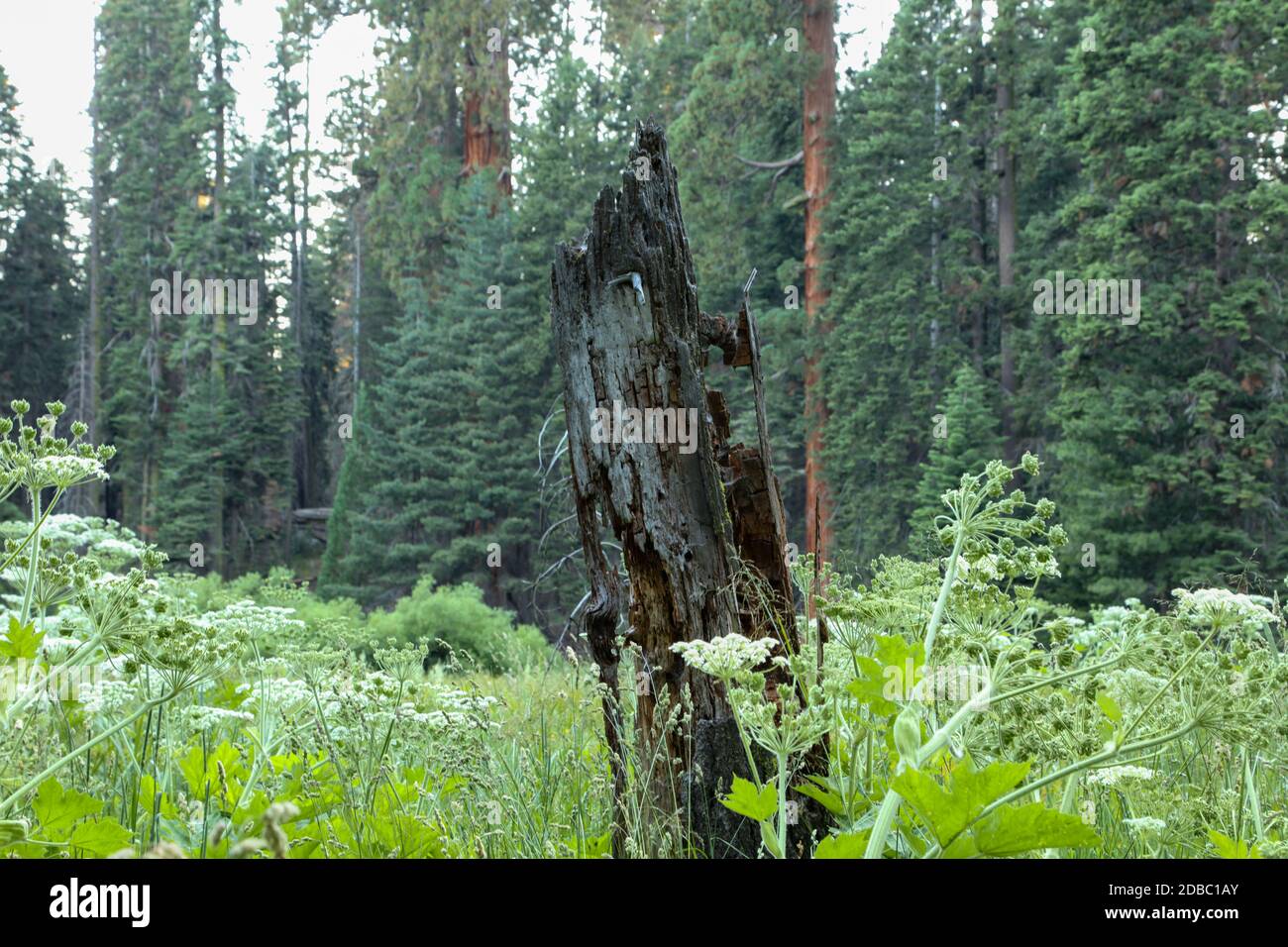 Rotted tree hi-res stock photography and images - Alamy