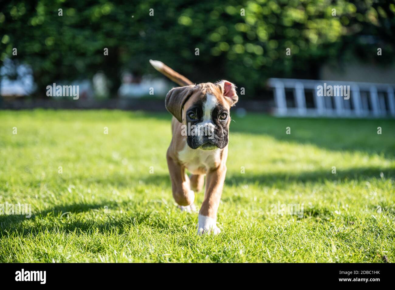 8 weeks young purebred golden puppy german boxer dog Stock Photo - Alamy
