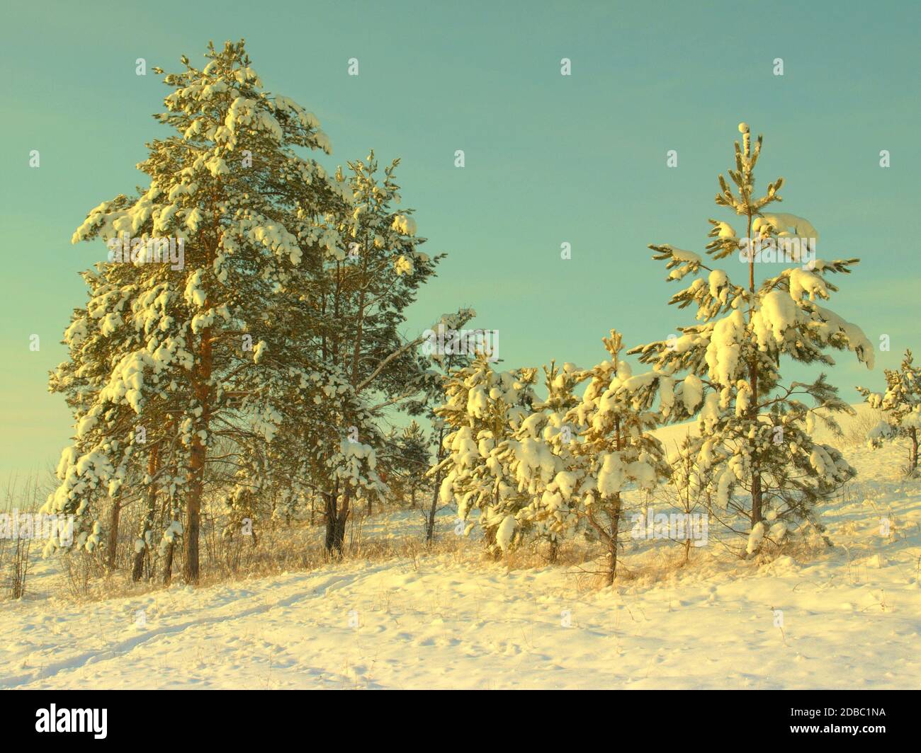 beautiful winter landscape with pines snow covered Stock Photo - Alamy