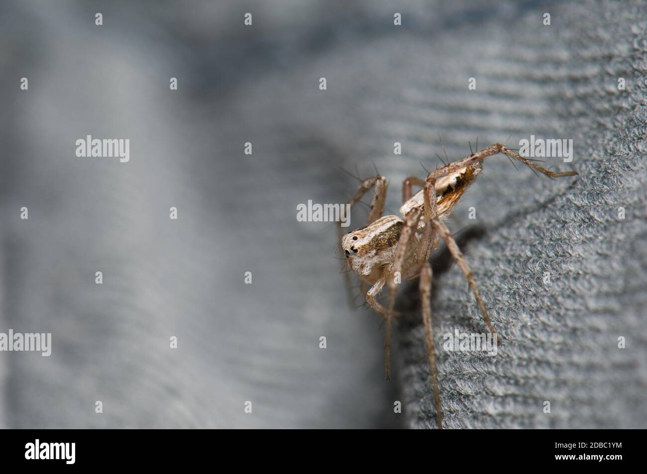 Jumping spider in a house. Cruz de Pajonales. Gran Canaria. Canary ...