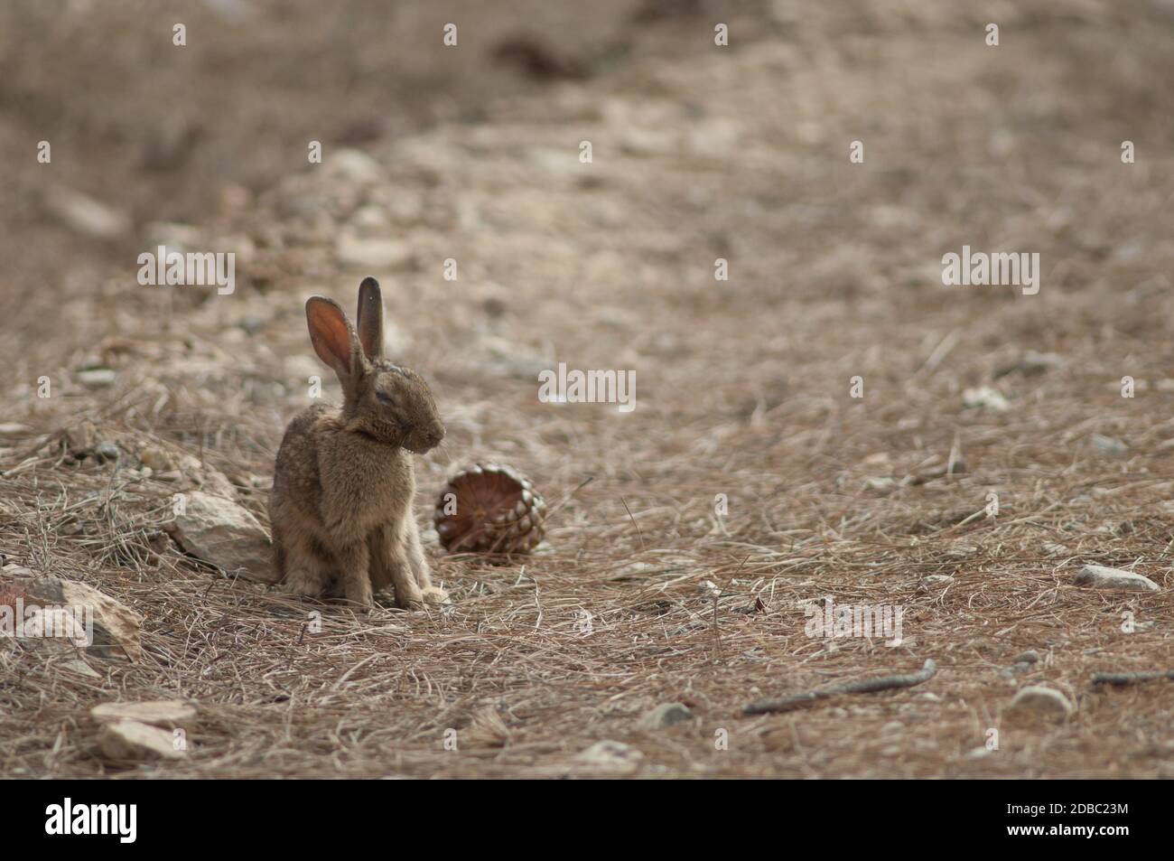 Pajonales hi-res stock photography and images - Alamy
