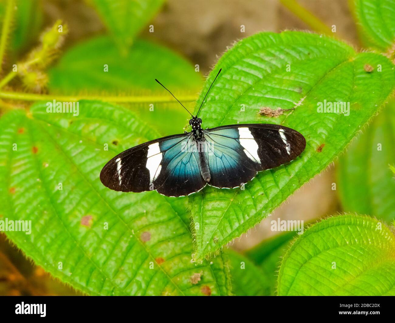 Butterfly native to the tropical rainforest of Costa Rica Stock Photo ...