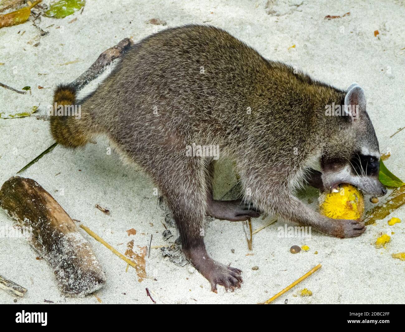 Manuel Antonio National Park, Quepos, Costa Rica Stock Photo - Alamy