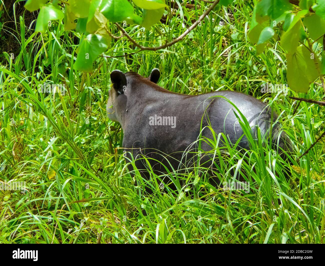Tapir in Corcovado National Park, Osa Peninsula, Costa Rica Stock Photo ...