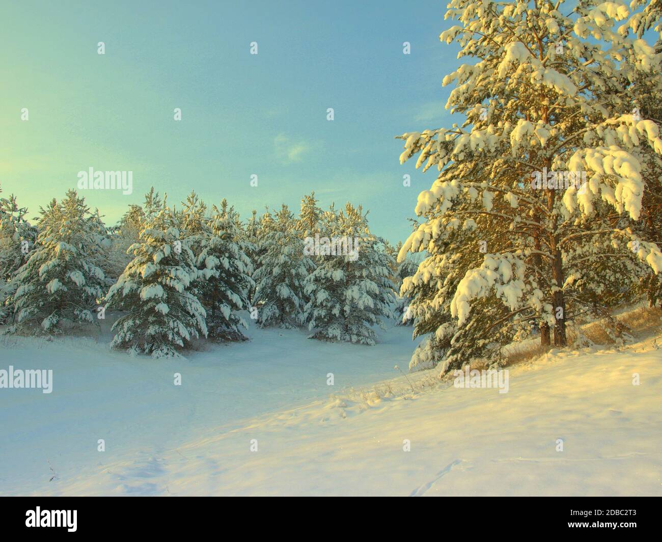 beautiful winter landscape with pines snow covered Stock Photo - Alamy