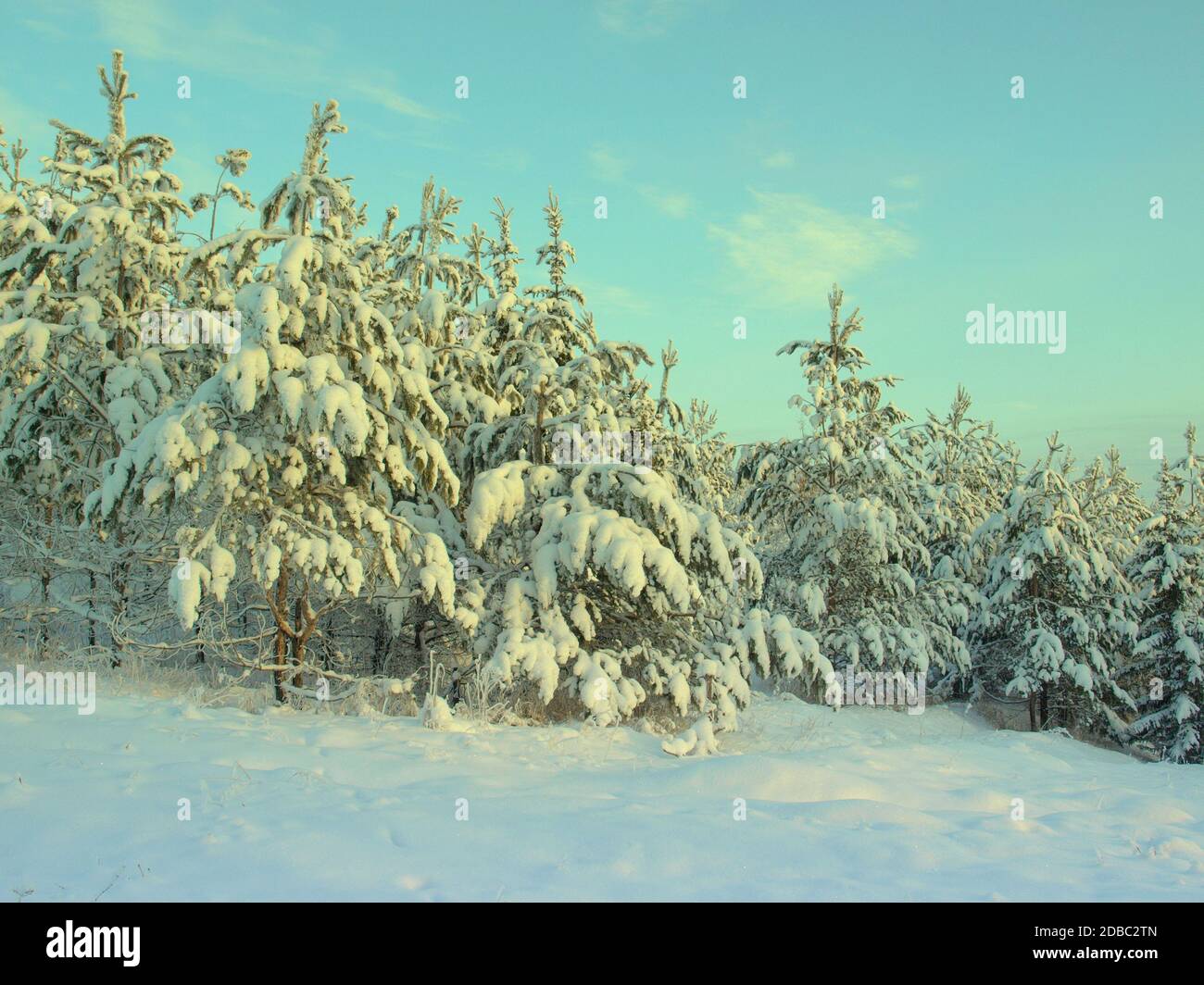 beautiful winter landscape with pines snow covered Stock Photo - Alamy
