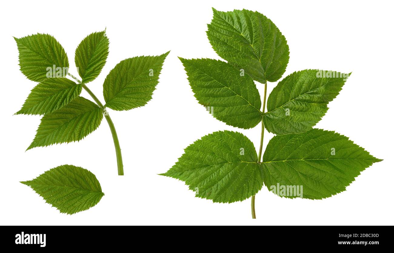 raspberry branch with green leaves isolated on white background, young ...