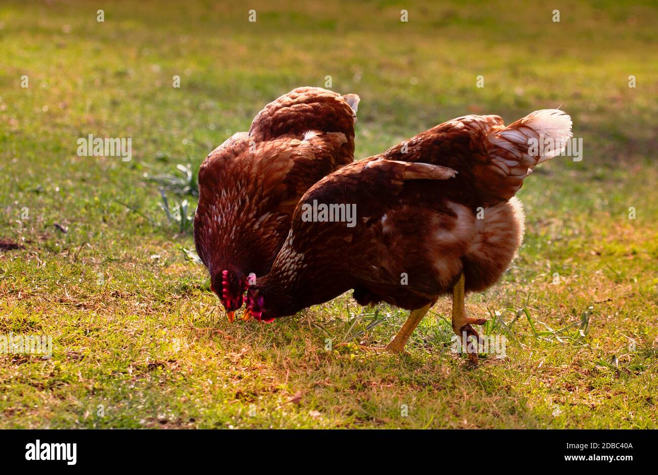 Come on, let's go peck together Stock Photo - Alamy