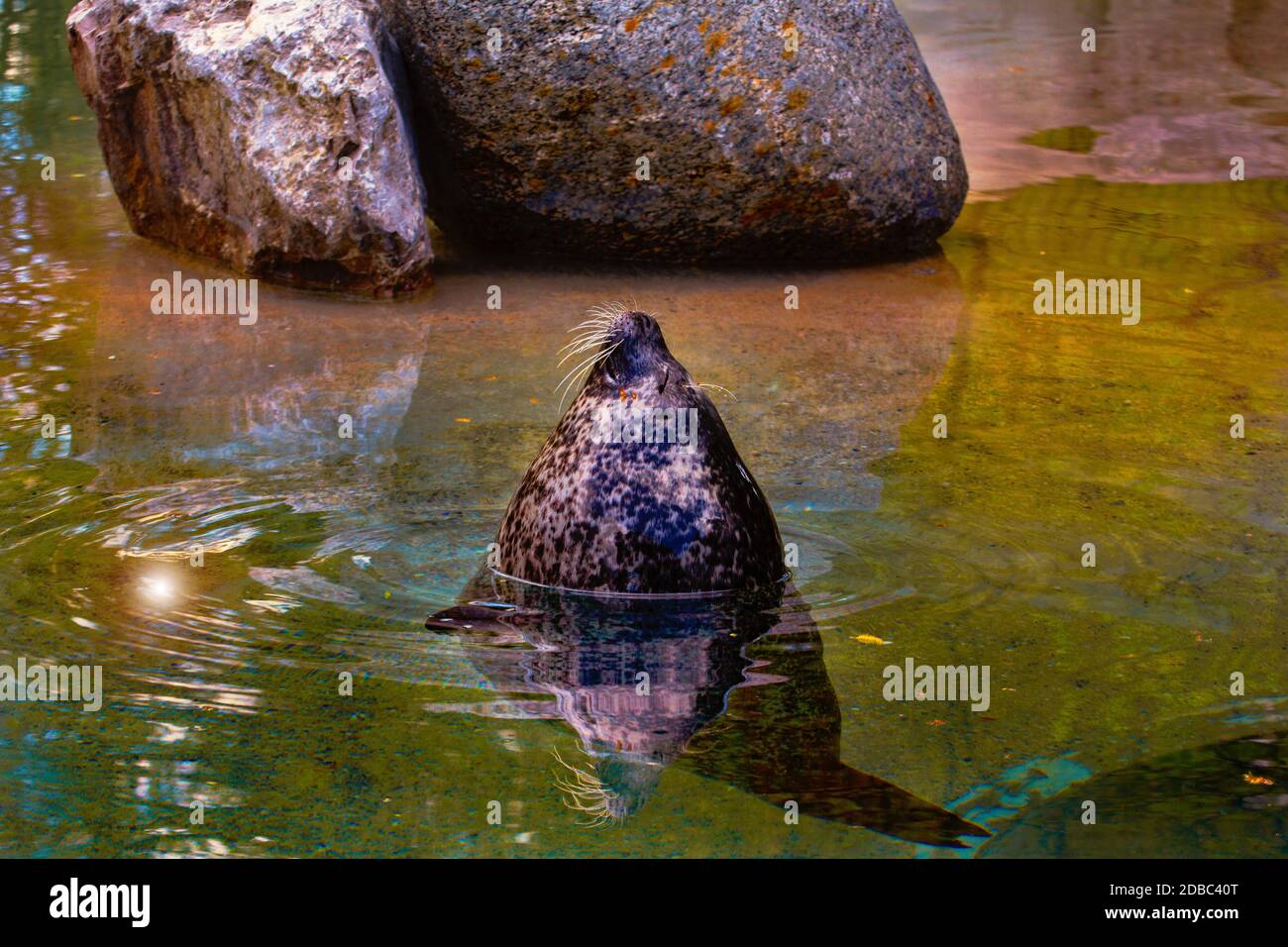 The sea bear emerges from the water with a sense of pleasure Stock ...