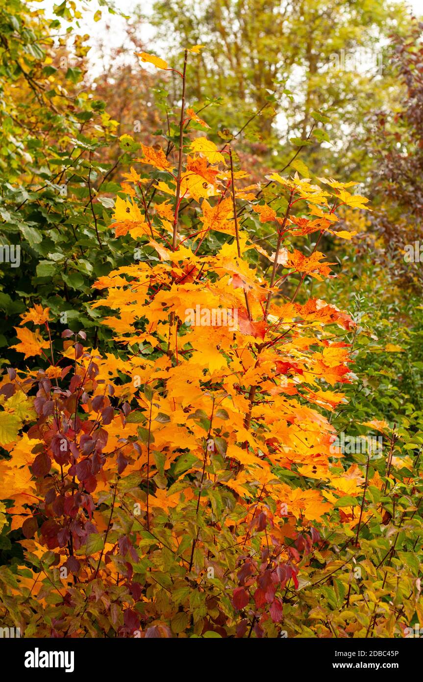 a seedling of a maple tree in autumn with colorful leaves Stock Photo ...