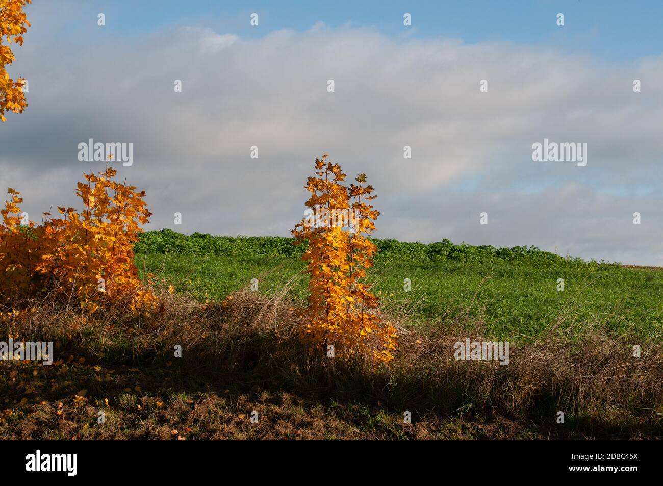 seedlings of a maple tree in autumn leaf colors growing between fields ...