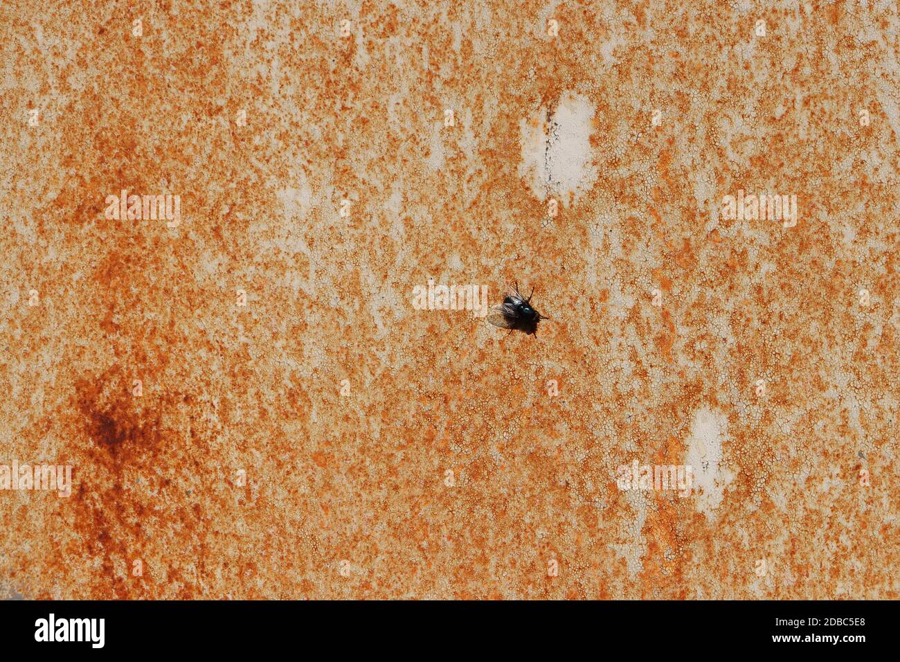 Rusty White Painted Wall Texture with Fly Stock Photo - Alamy