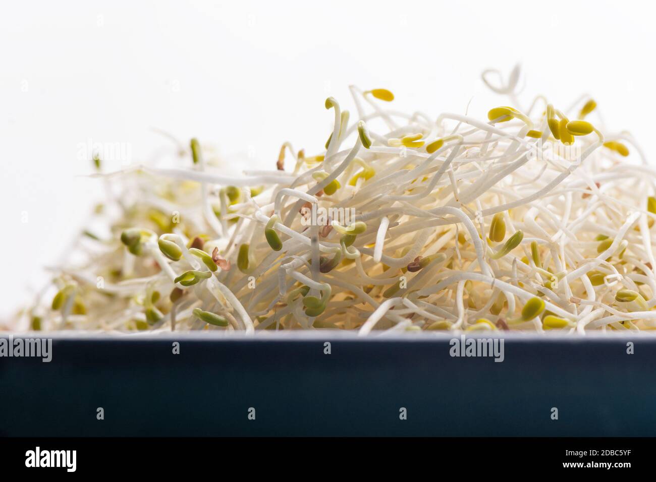 Clover sprouts in blue bowl in front of white background Stock Photo ...