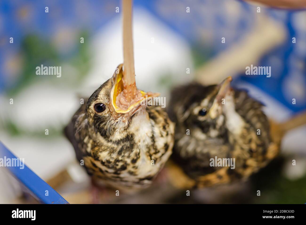Robin fledgling hi-res stock photography and images - Alamy