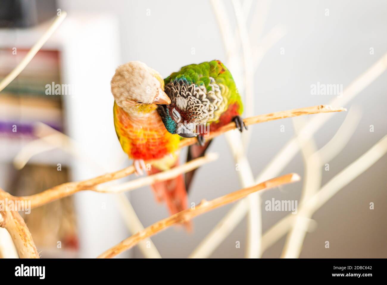 Two lovebirds hi-res stock photography and images - Alamy