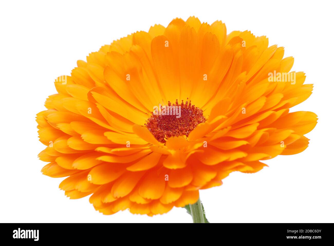 Single marigold flower calendula officinalis hi-res stock photography ...