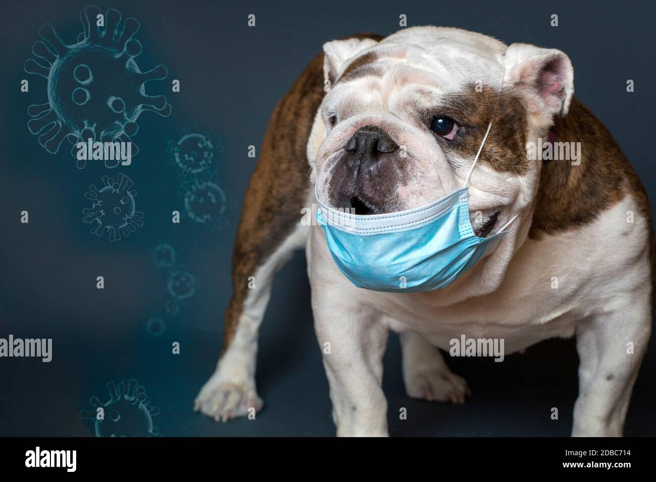 English Bulldog wearing medical mask.Protection from coronavirus or ...
