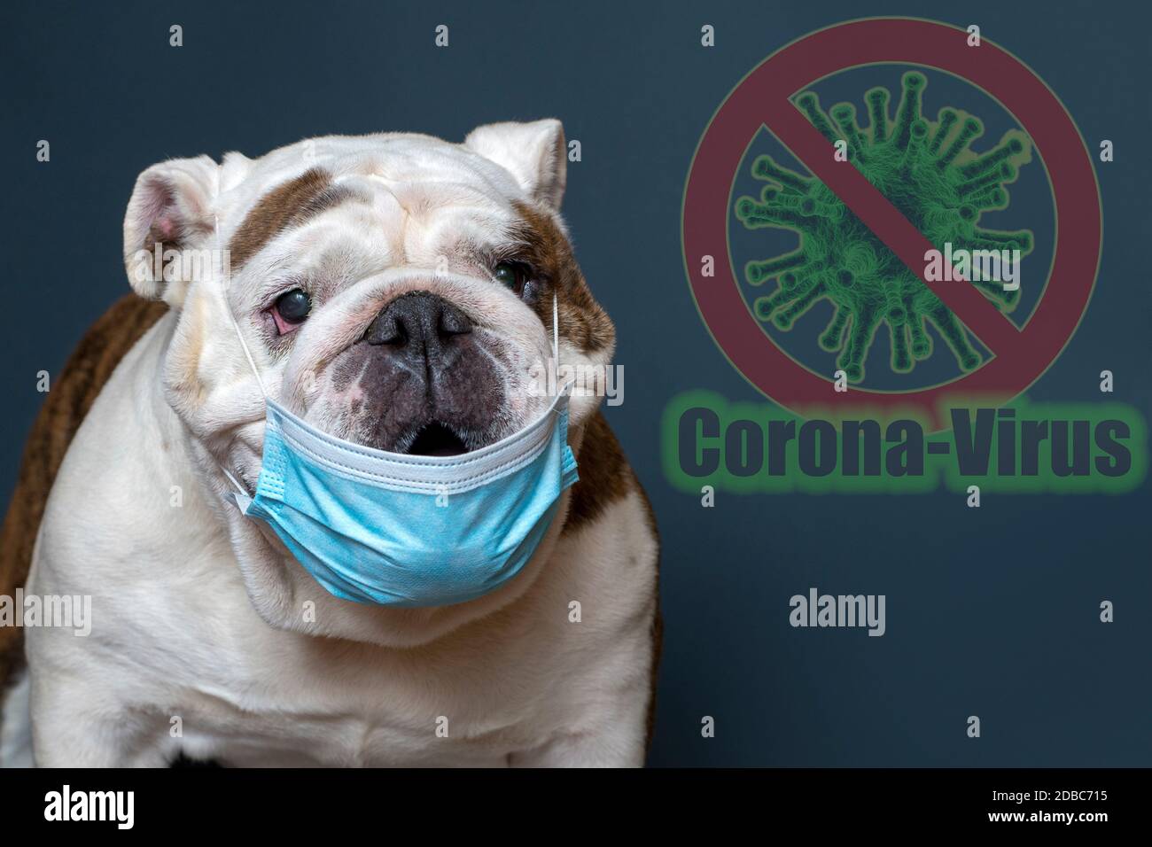 English Bulldog wearing medical mask on gray background.Protection from ...