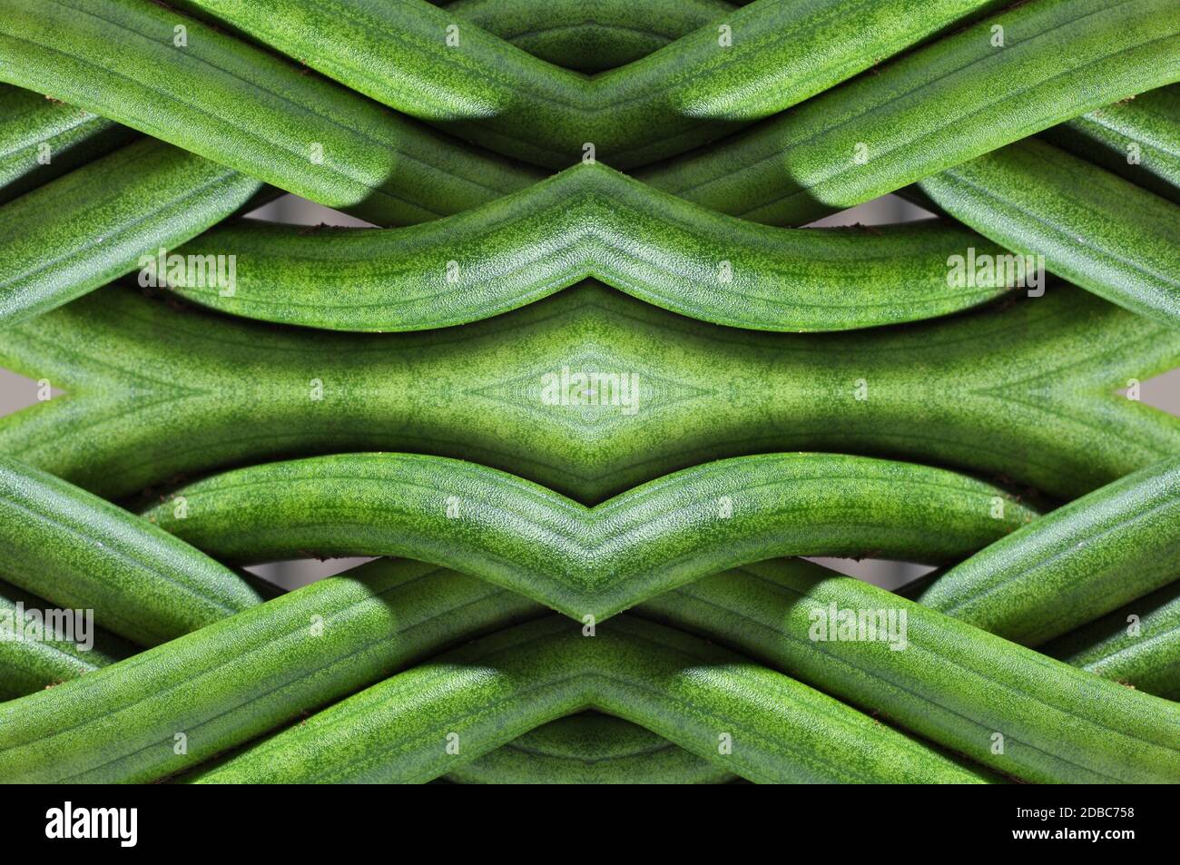 Plant collage hi-res stock photography and images - Alamy