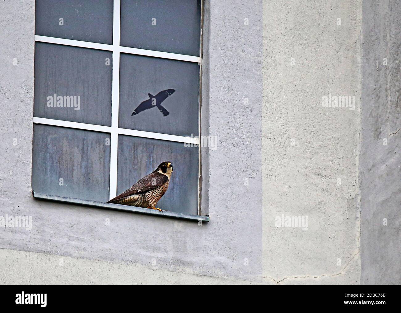 Peregrine Falcon at the Window - Bird of Prey in Original and ...