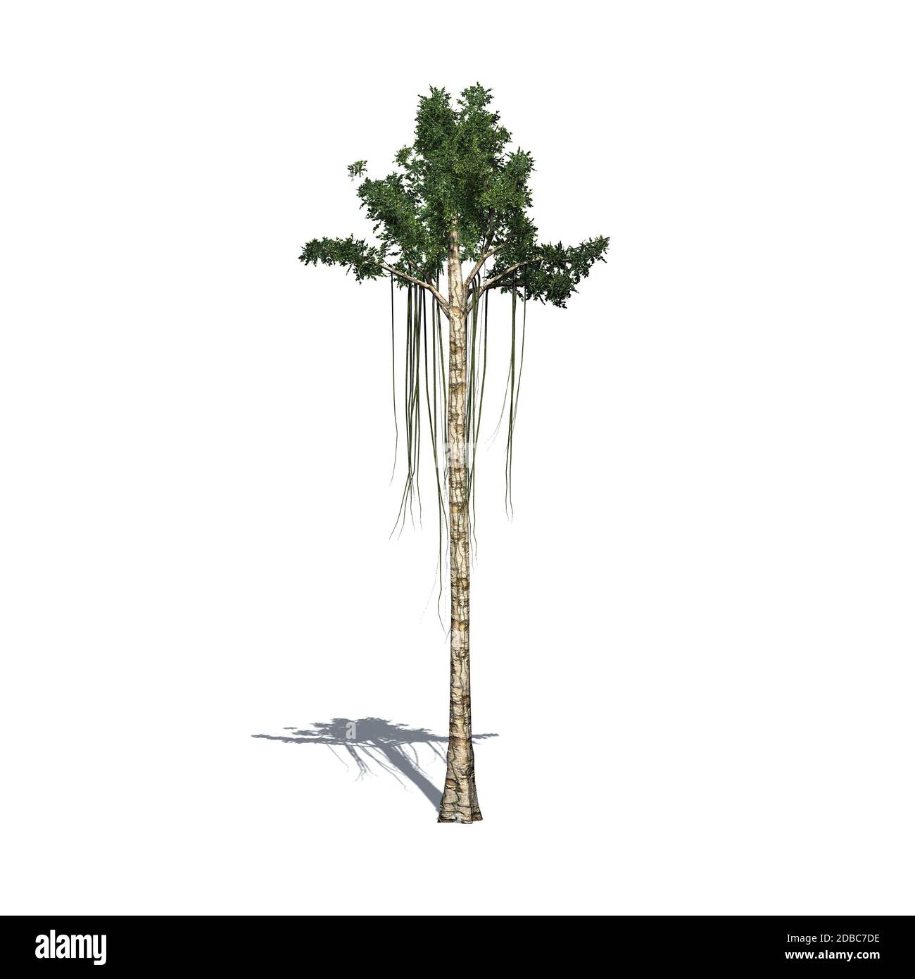 Agarwood tree hi-res stock photography and images - Alamy