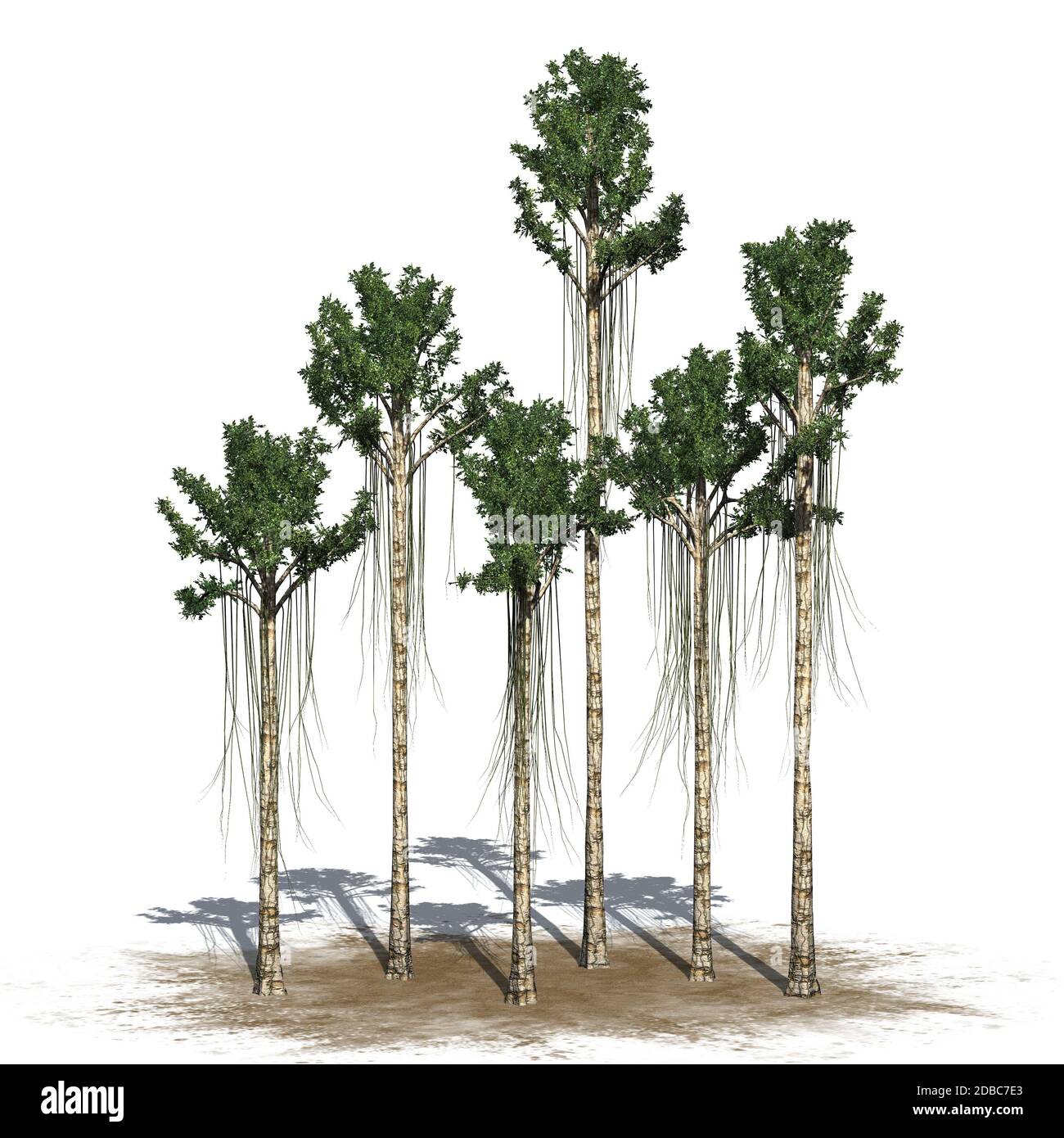 Agarwood tree Cut Out Stock Images & Pictures - Alamy