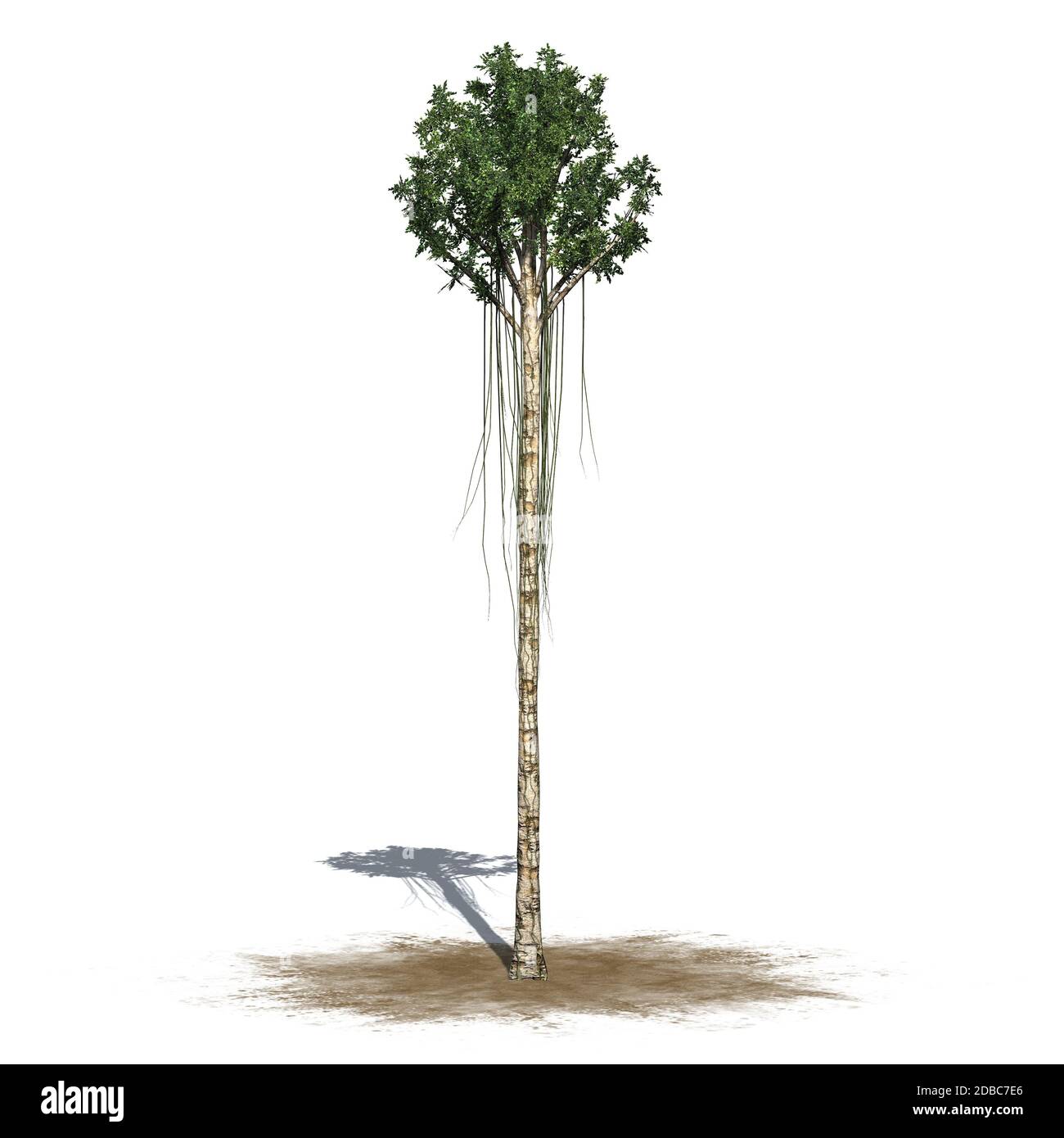 Agar wood hi-res stock photography and images - Alamy