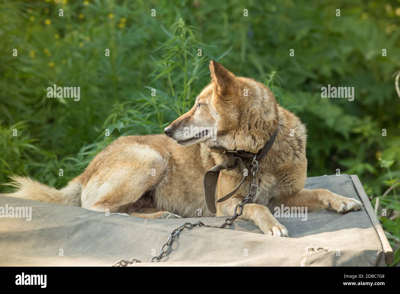 Dog chained garden hi-res stock photography and images - Alamy